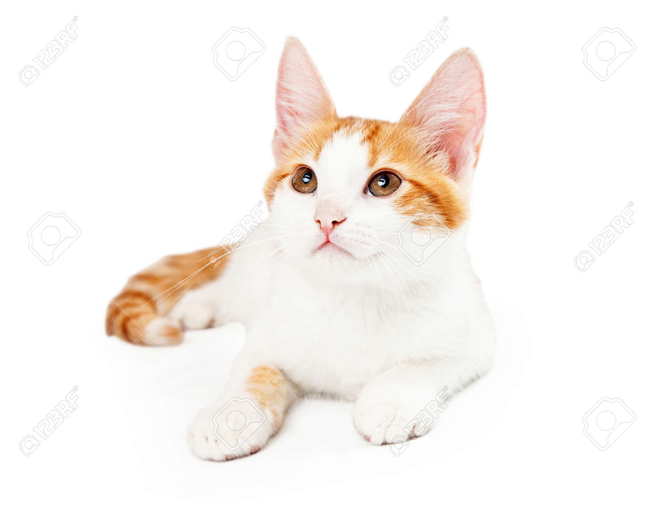 Gold and white cat store
