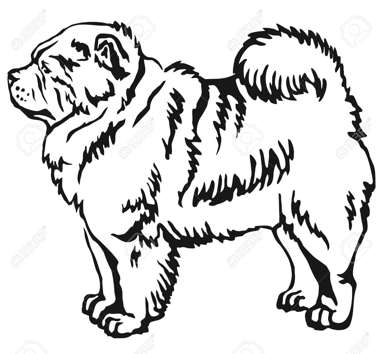 chow chow coloring pages