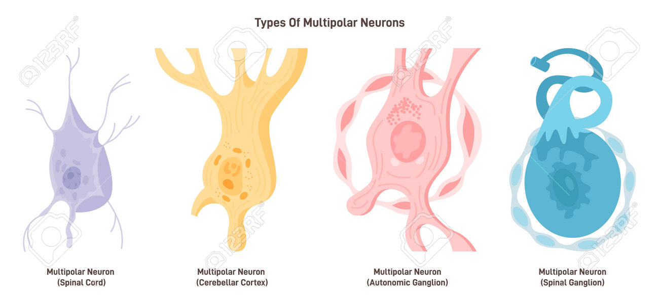 multi neurons