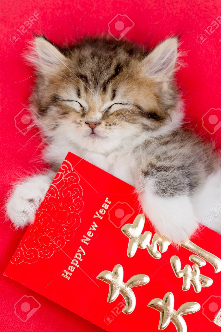 Close Up Of Cute Little Tabby Asian Kitten Hugging Chinese New Year Red Envelope Stock Photo Picture and Royalty Free Image. Image 52344602