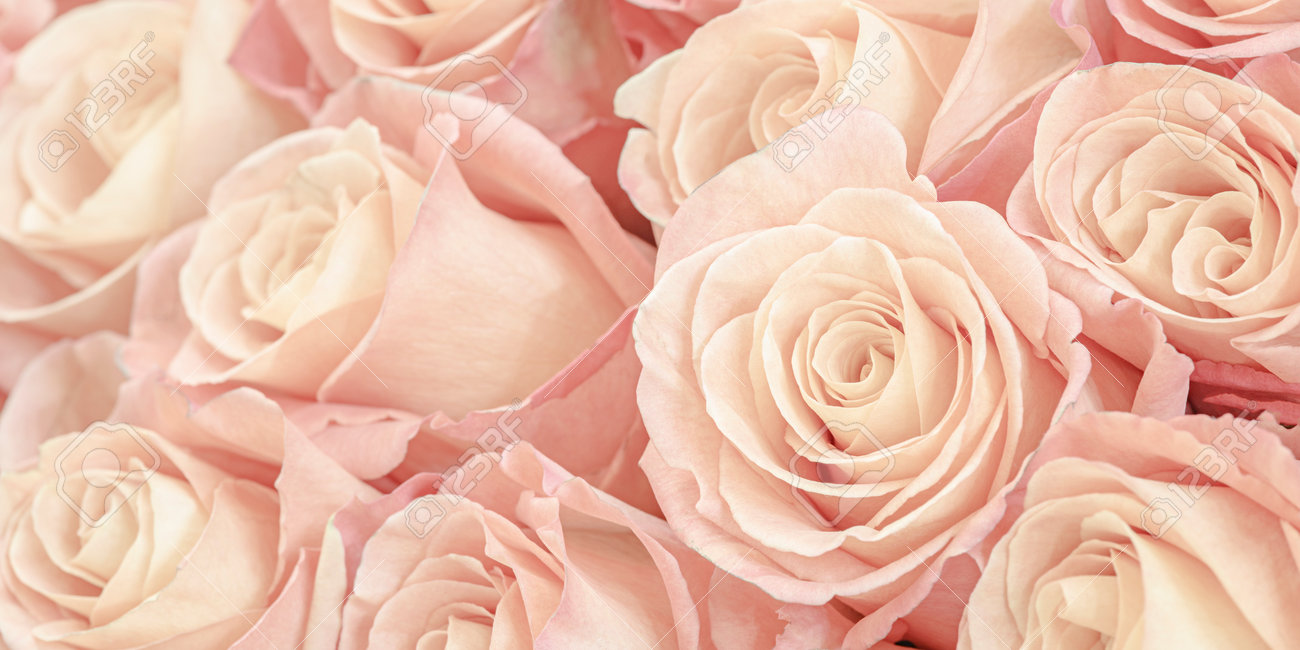 peach roses background