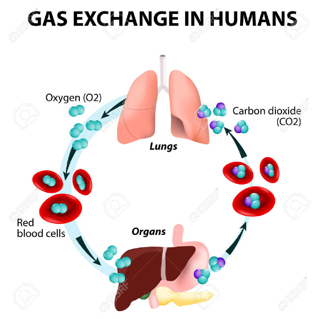 Transport of oxygen and carbon dioxide store