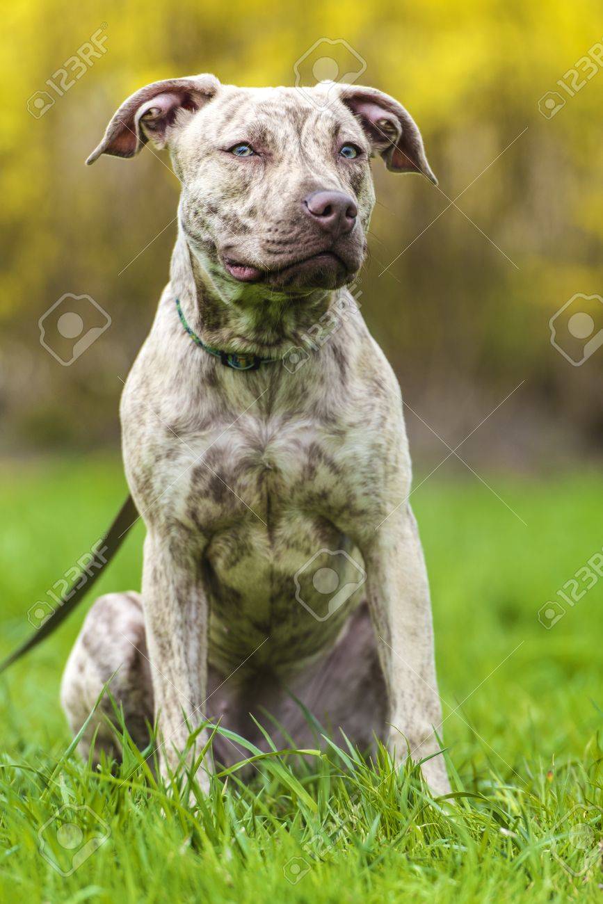 Puppy Pit Bull Terrier 6 Monate Alt An Der Leine Im Fruhjahr Im Park Lizenzfreie Fotos Bilder und Stock Fotografie. Image 79725997