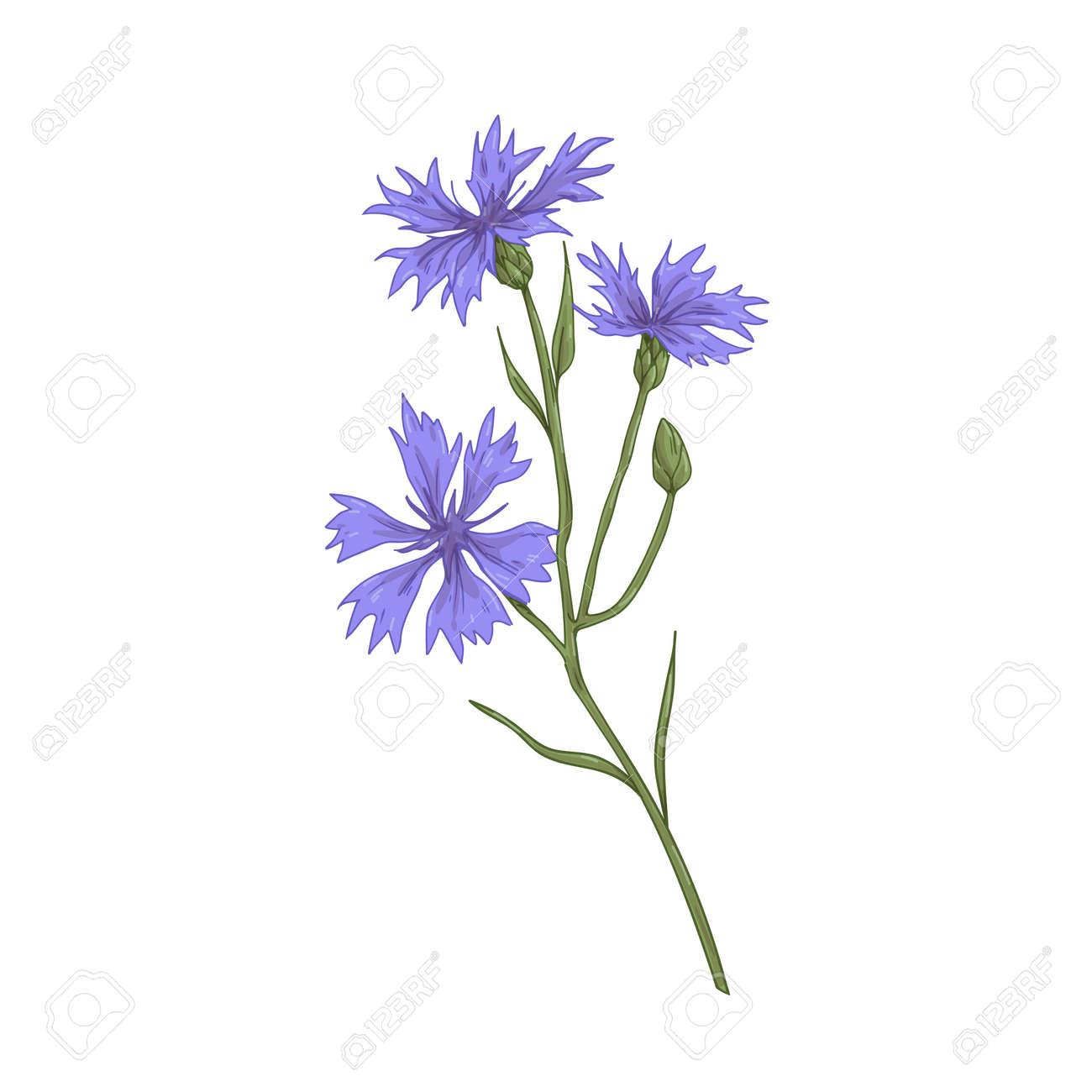 cornflower flower drawing