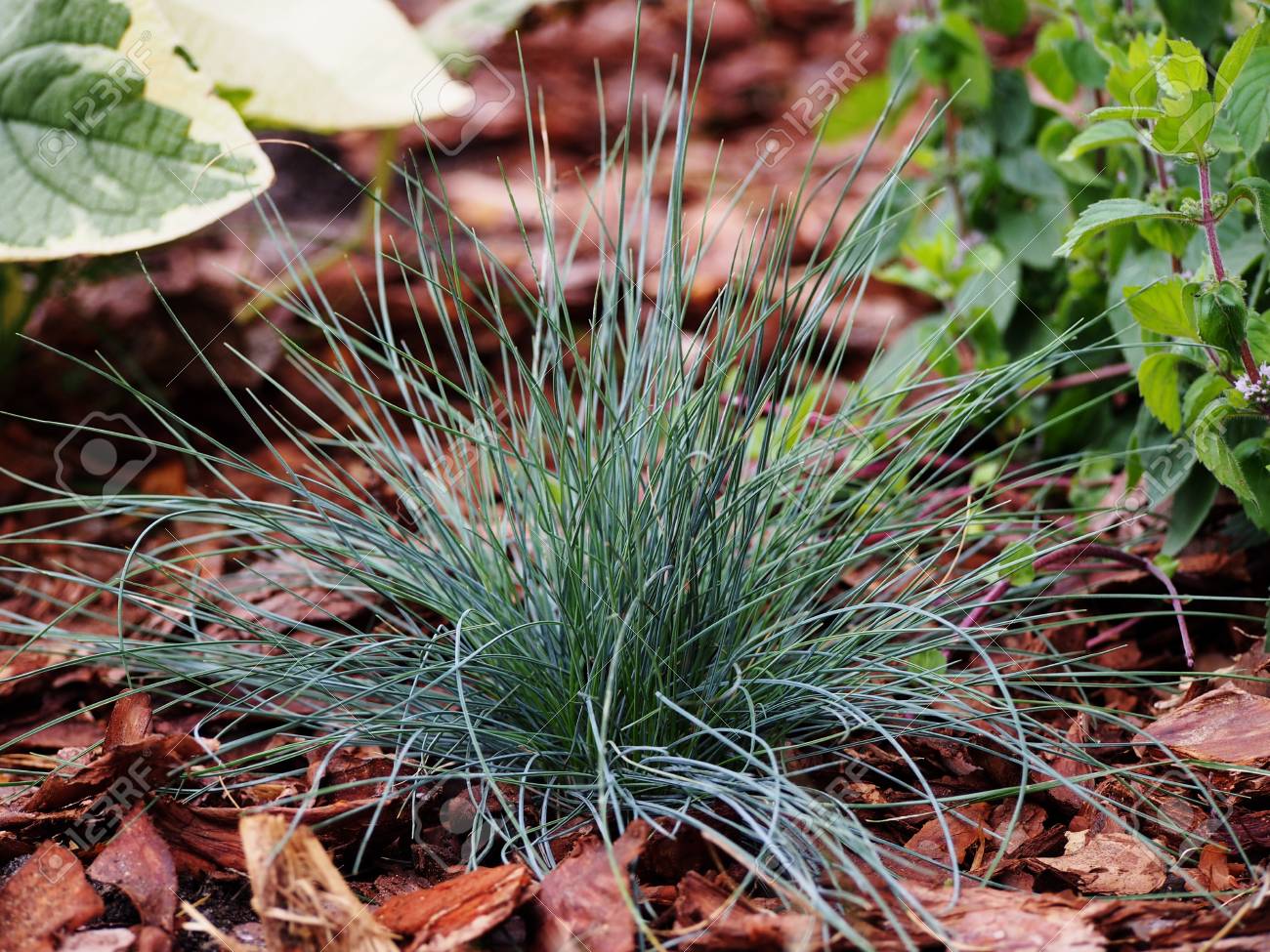 Blue Fescue Festuca Glauca Intense Blue Image 93634577