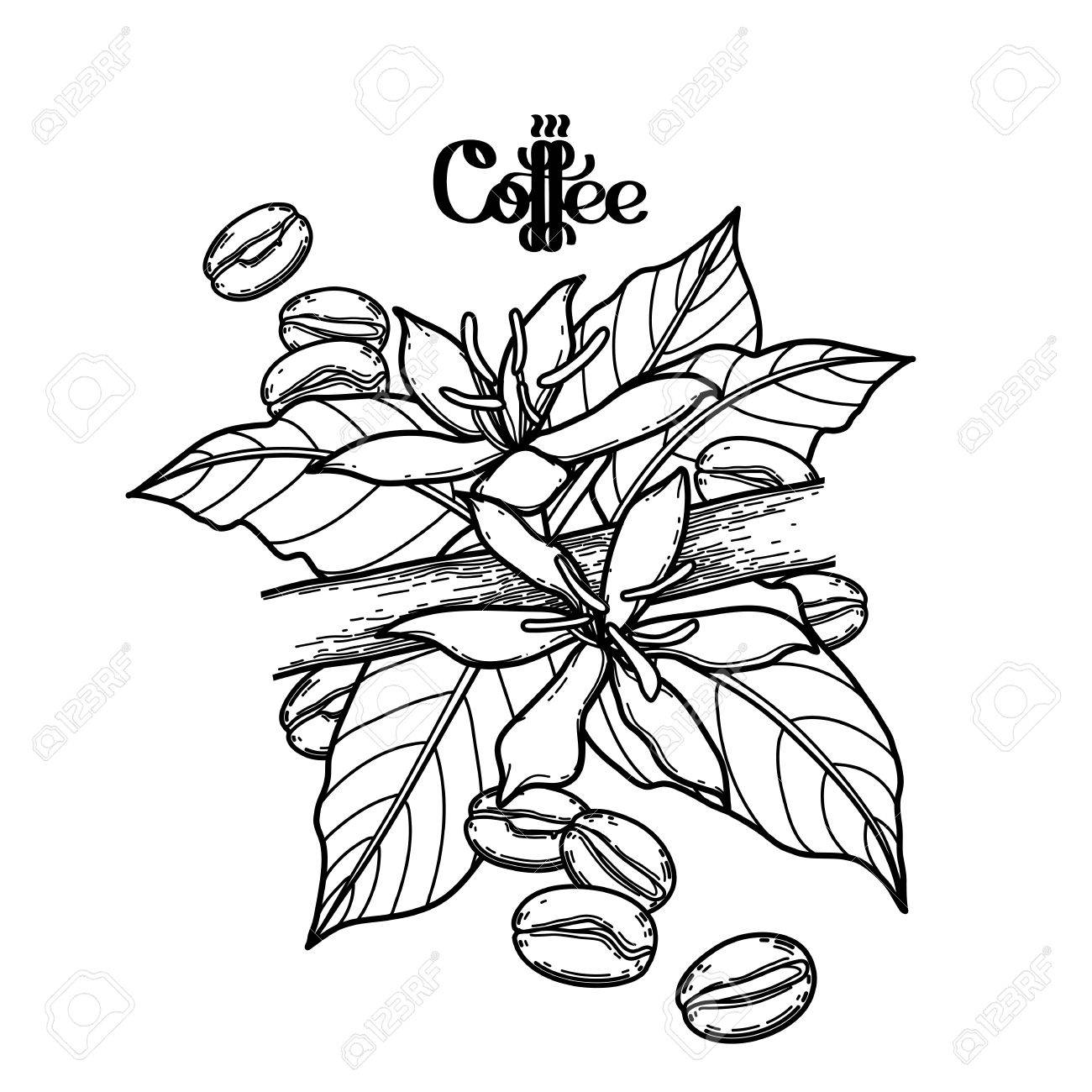 coffee beans coloring pages
