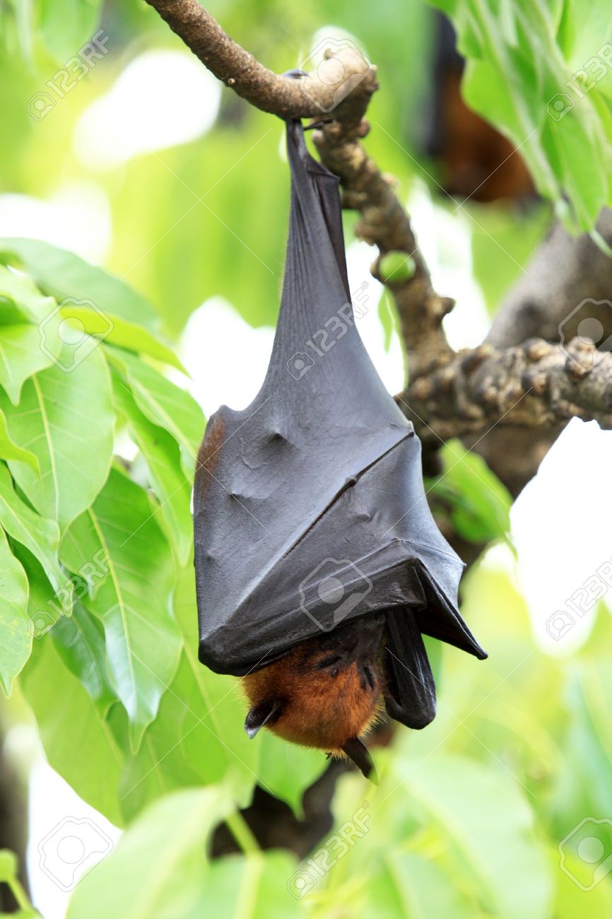 Pteropus vampyrus store