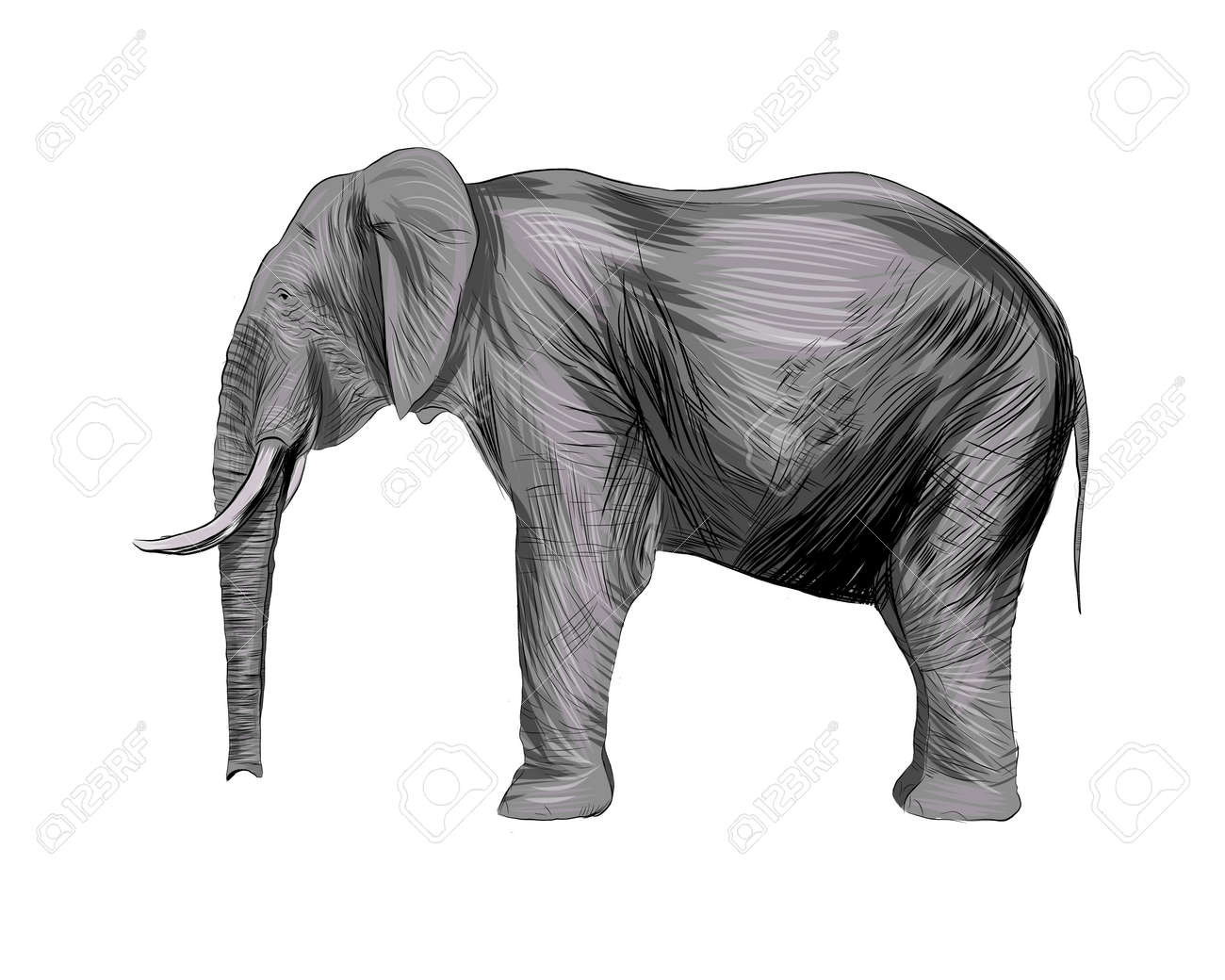 elephant side view drawing