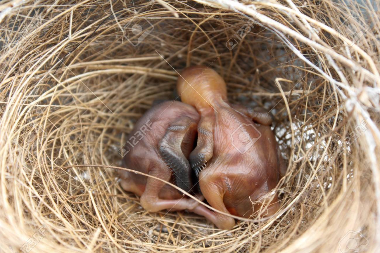 Bird Wings And Feather Growth Nestling In The Nest Stock Photo Picture and Royalty Free Image. Image 43118194