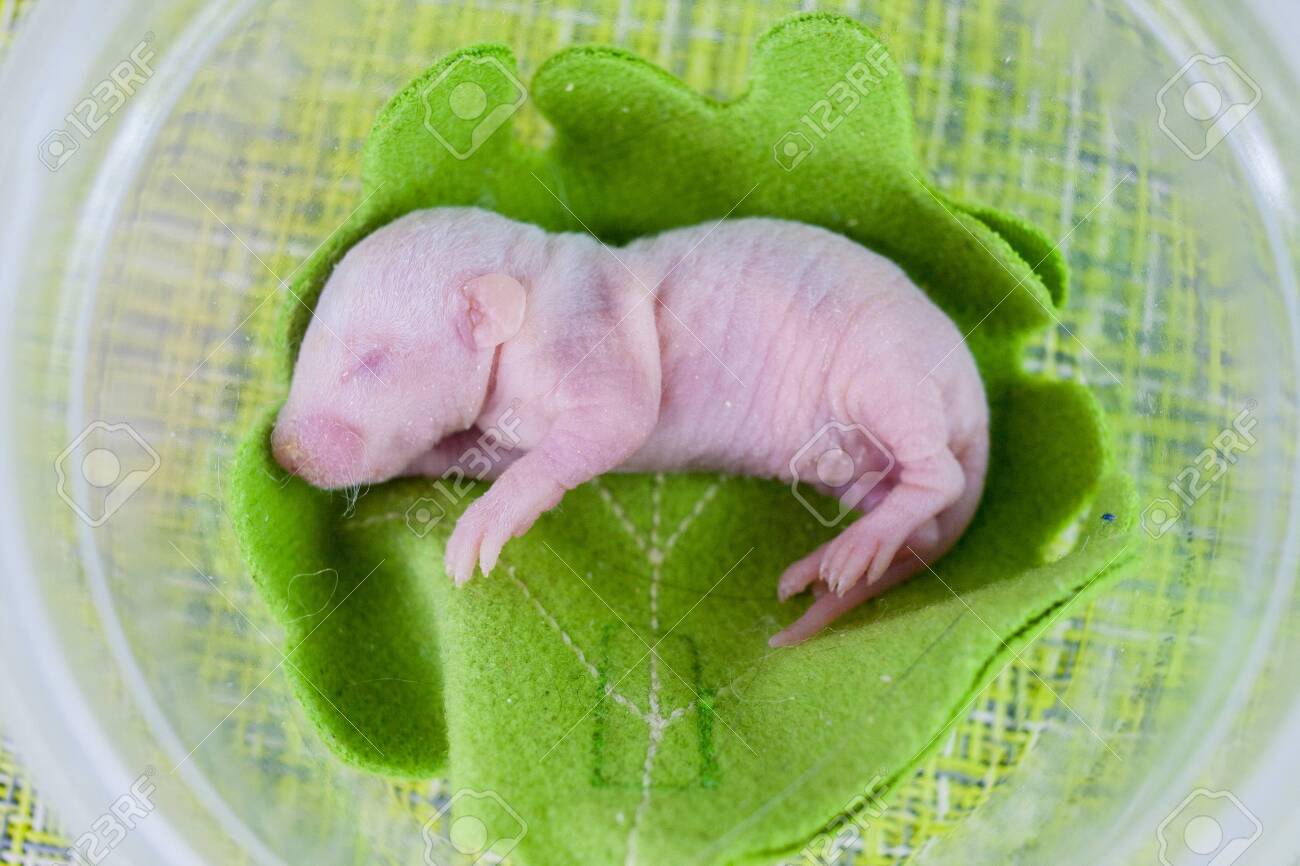 Newborn rat store