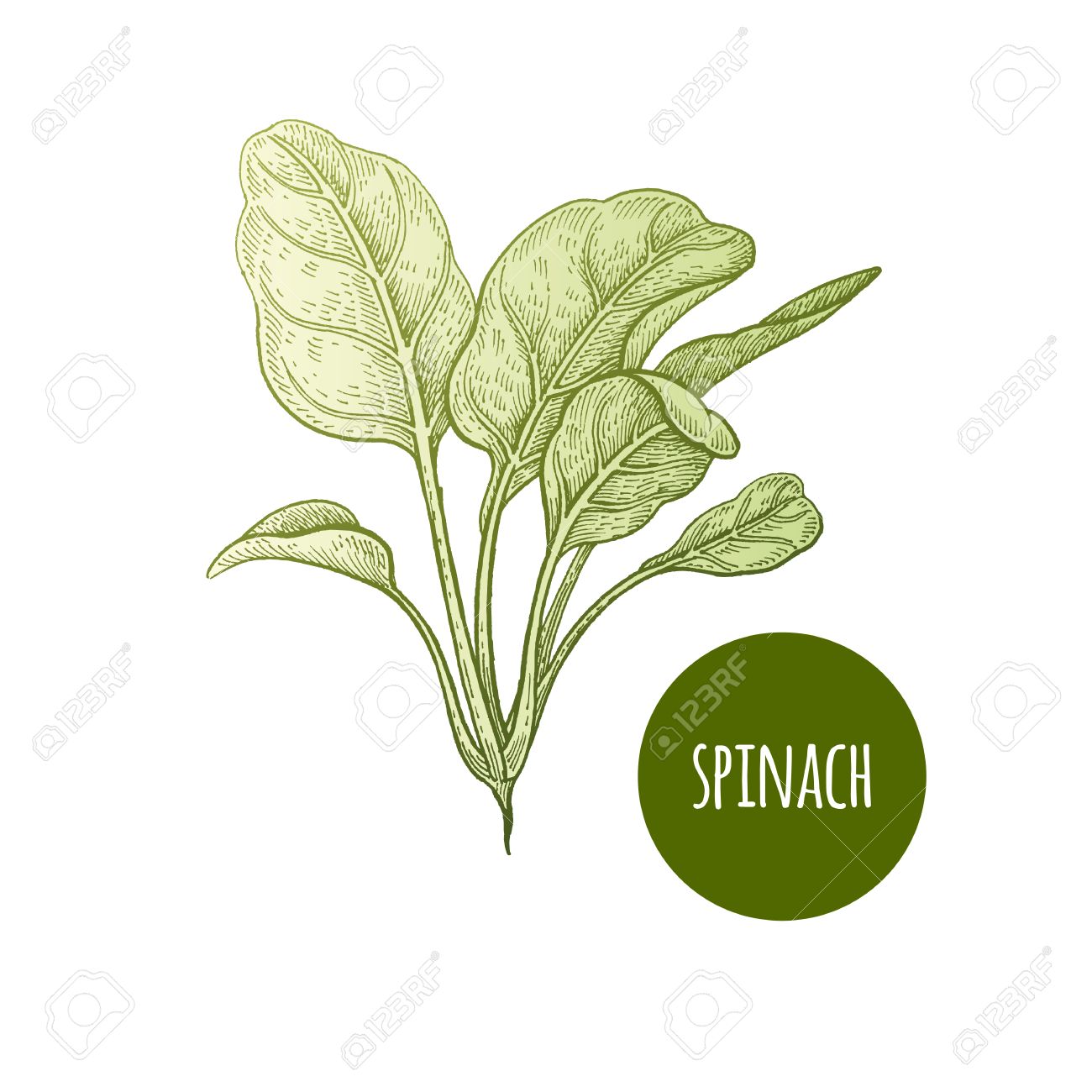 lettuce plant vector