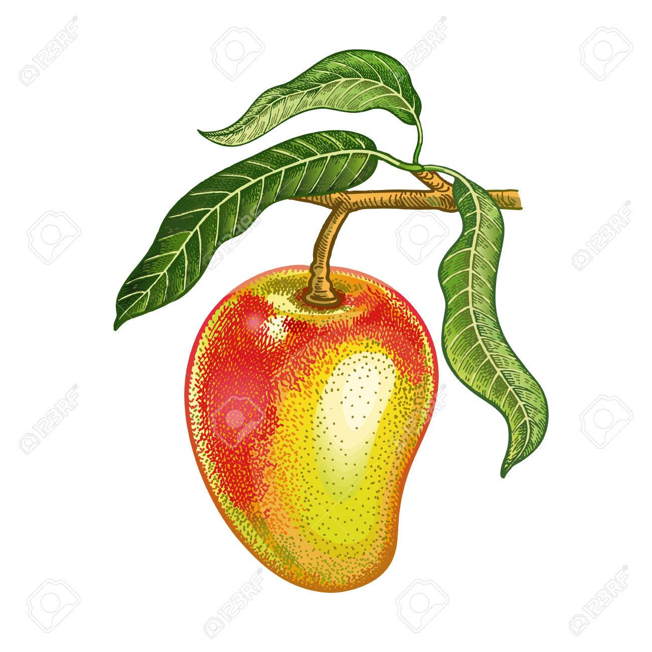mango leaf drawing realistic