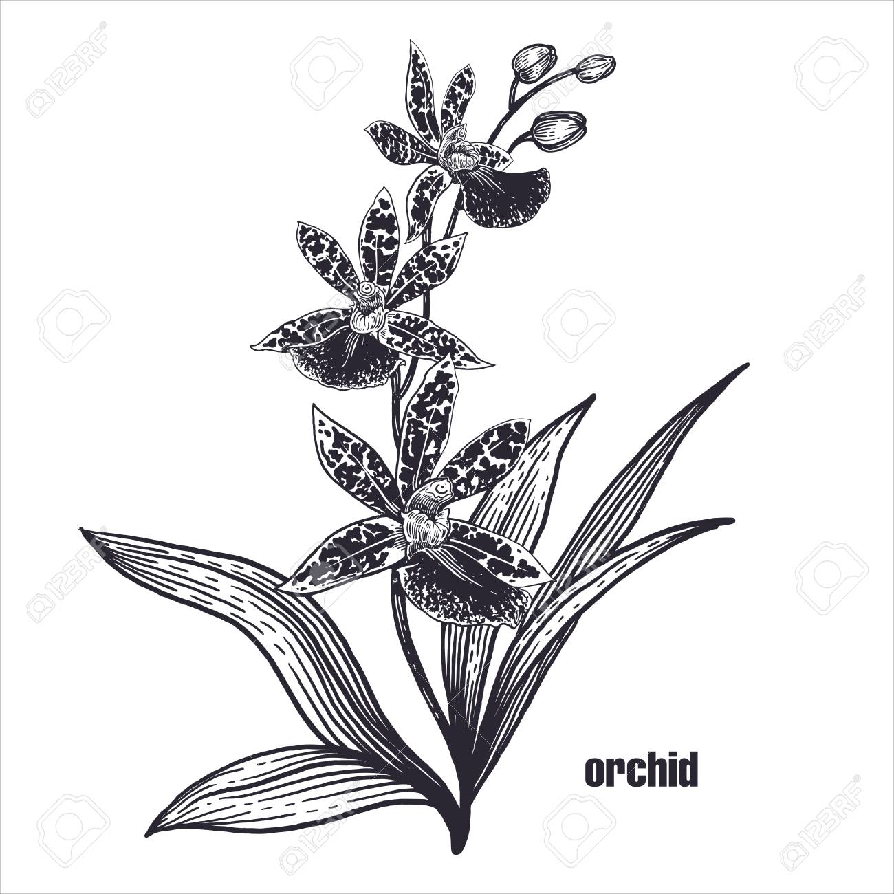 how to draw rainforest flowers