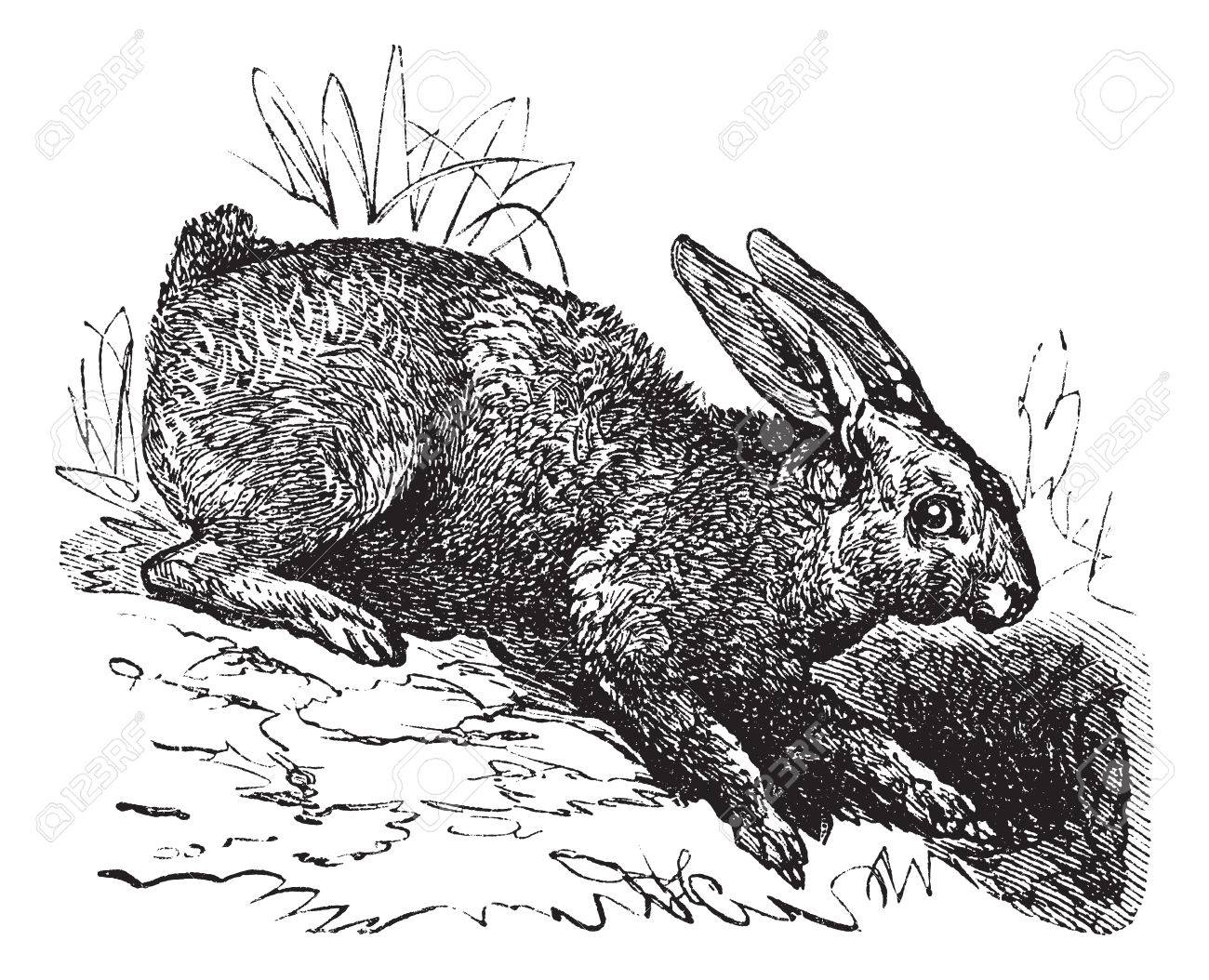 snowshoe hare coloring page