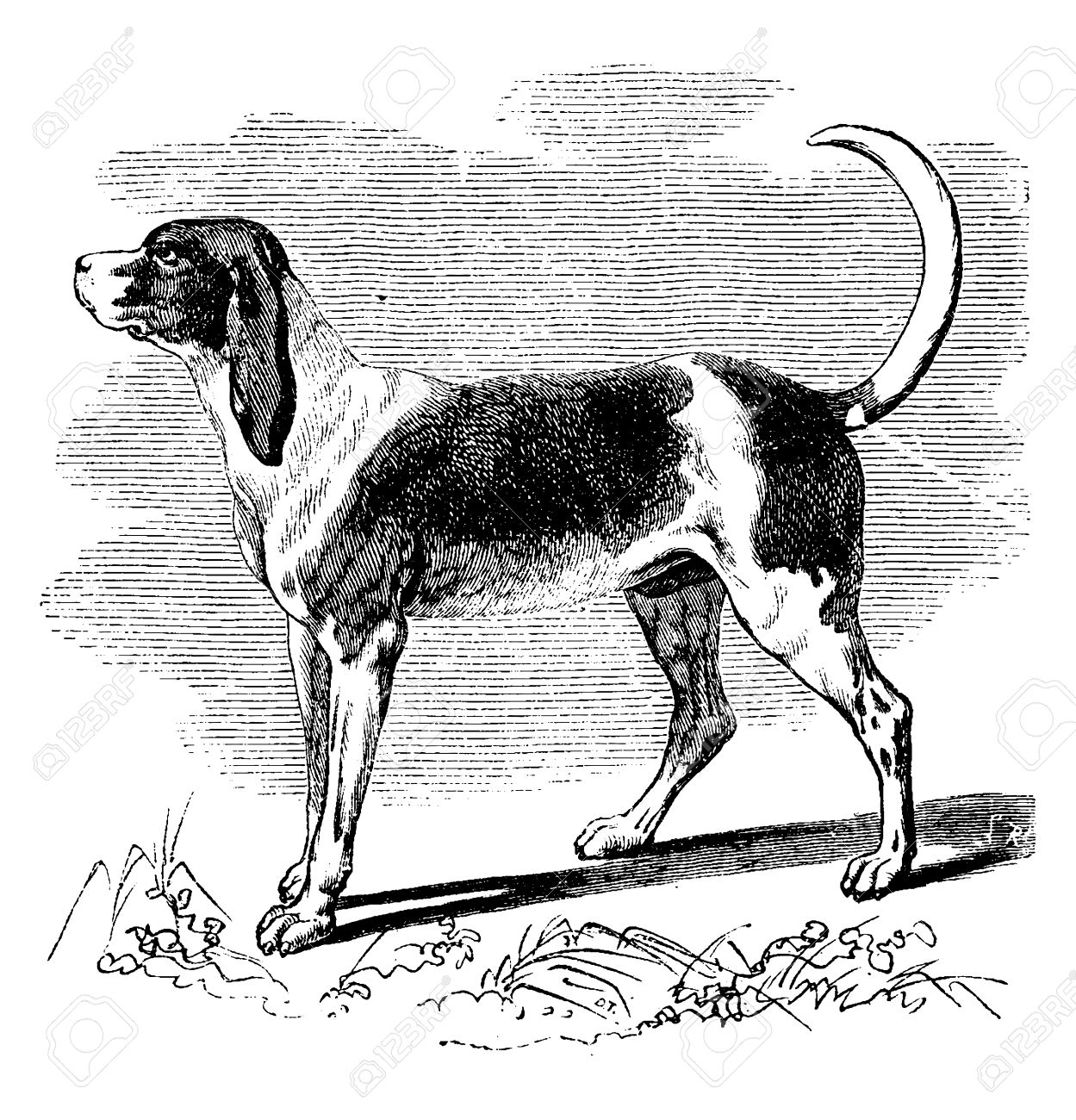 how to draw dog naturally