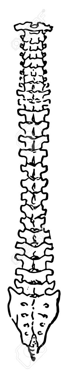 back bone drawing easy