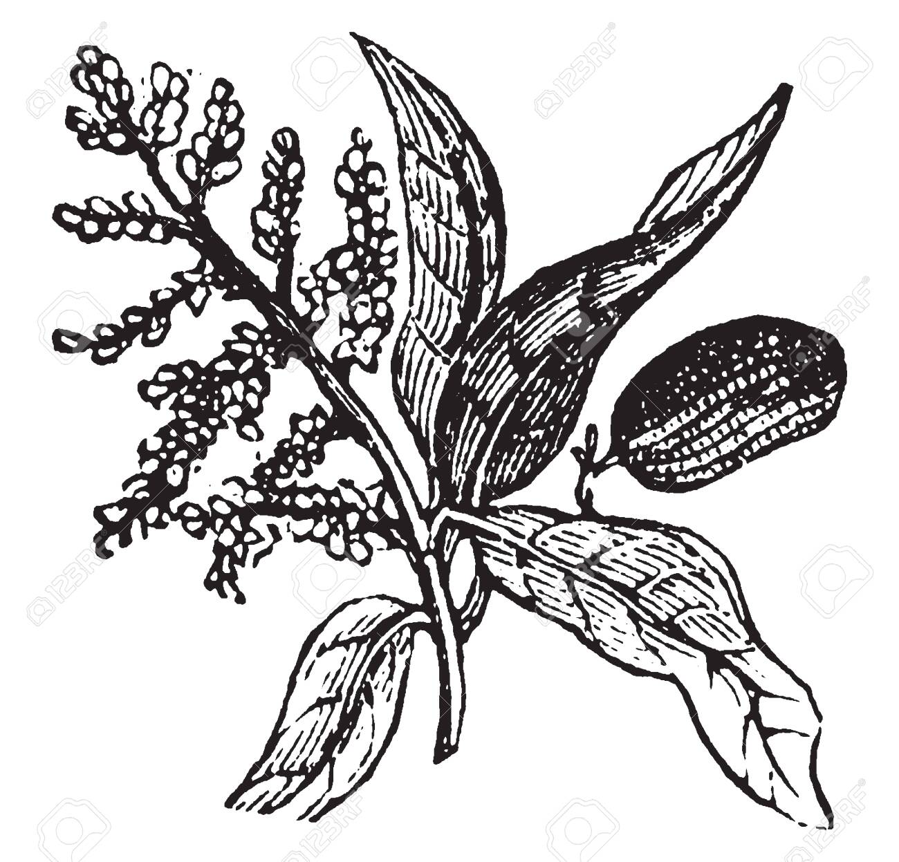 guava tree leaf drawing