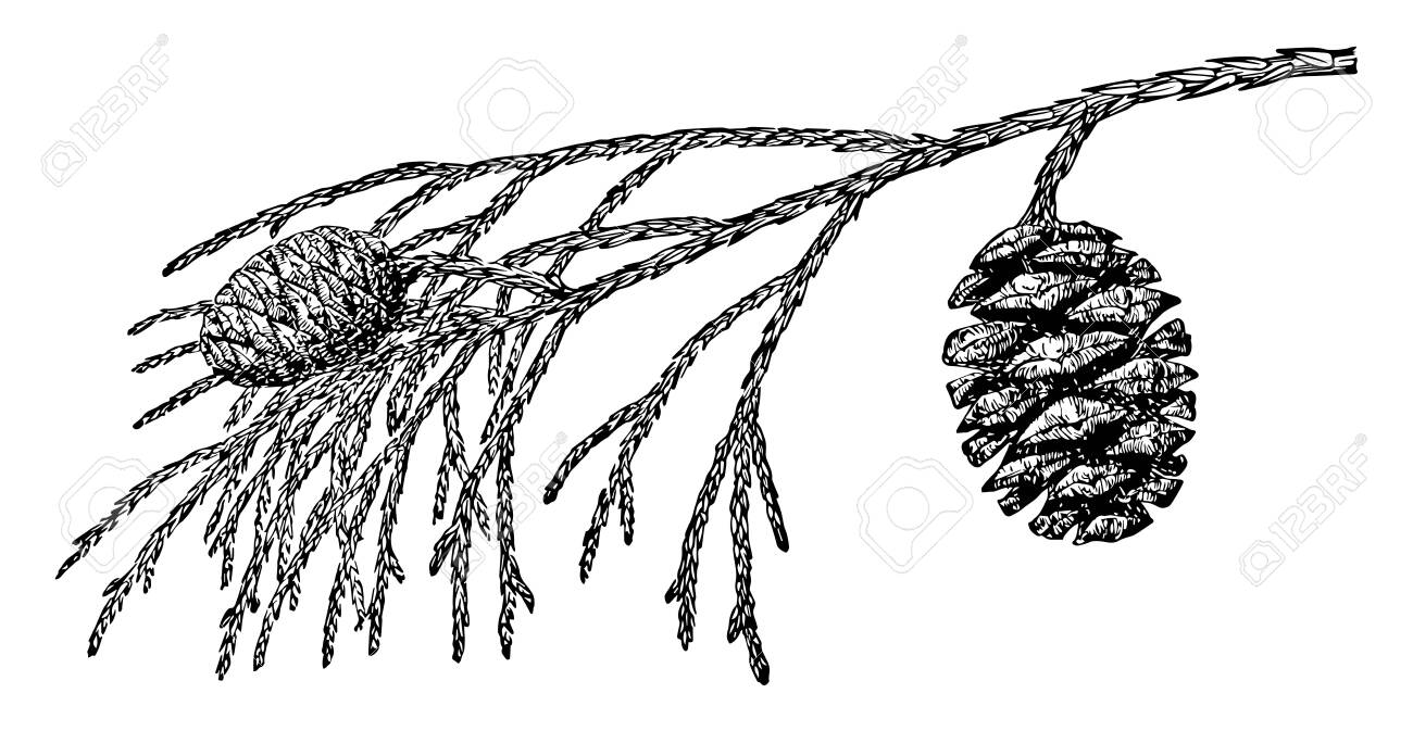 pinecone line drawing