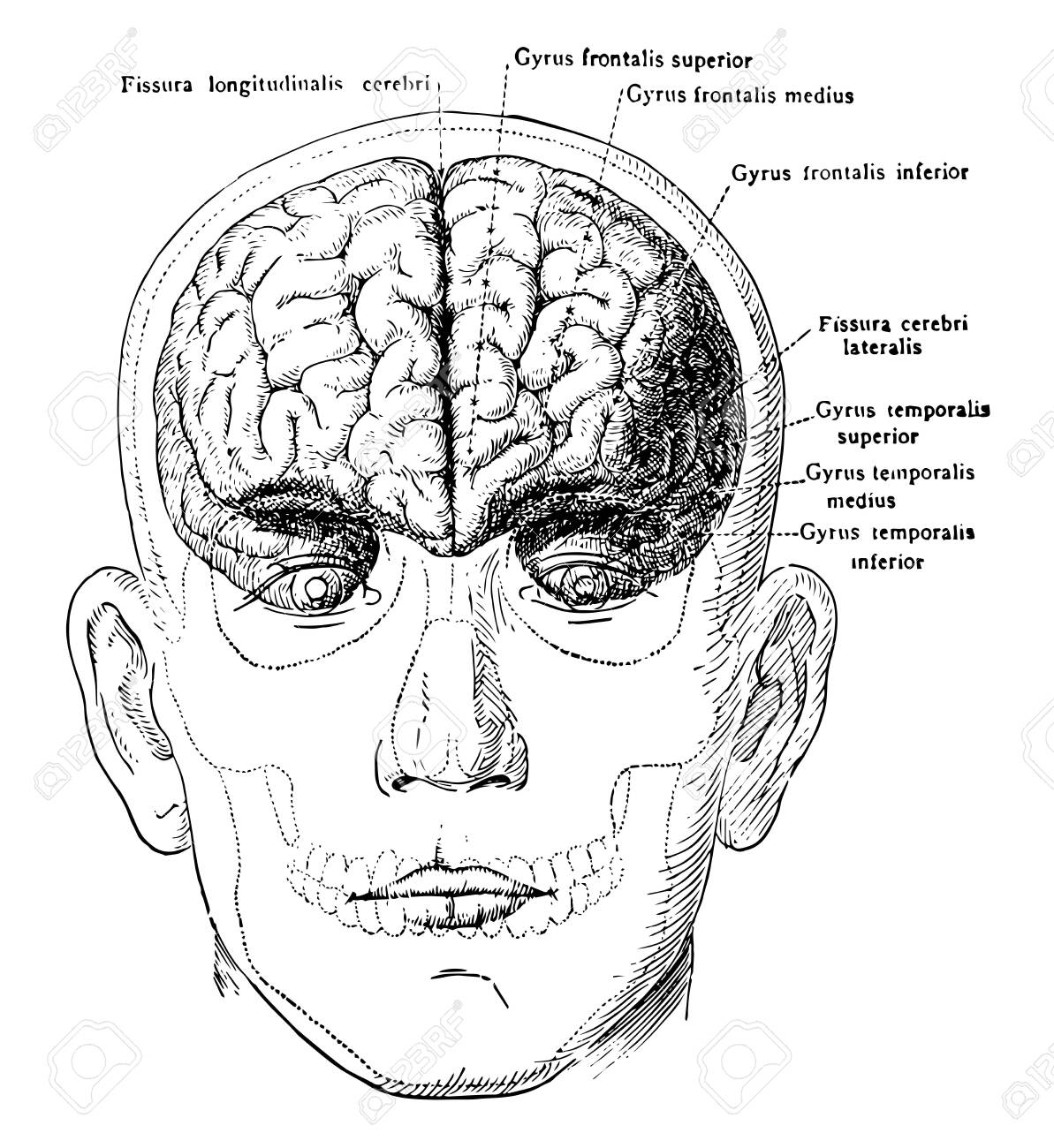 how to draw a skull brain