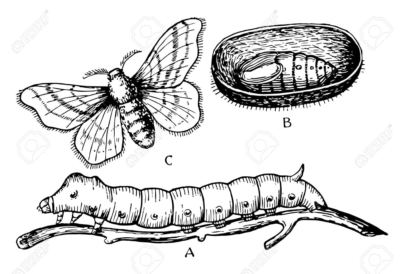 cocoon with developing moth