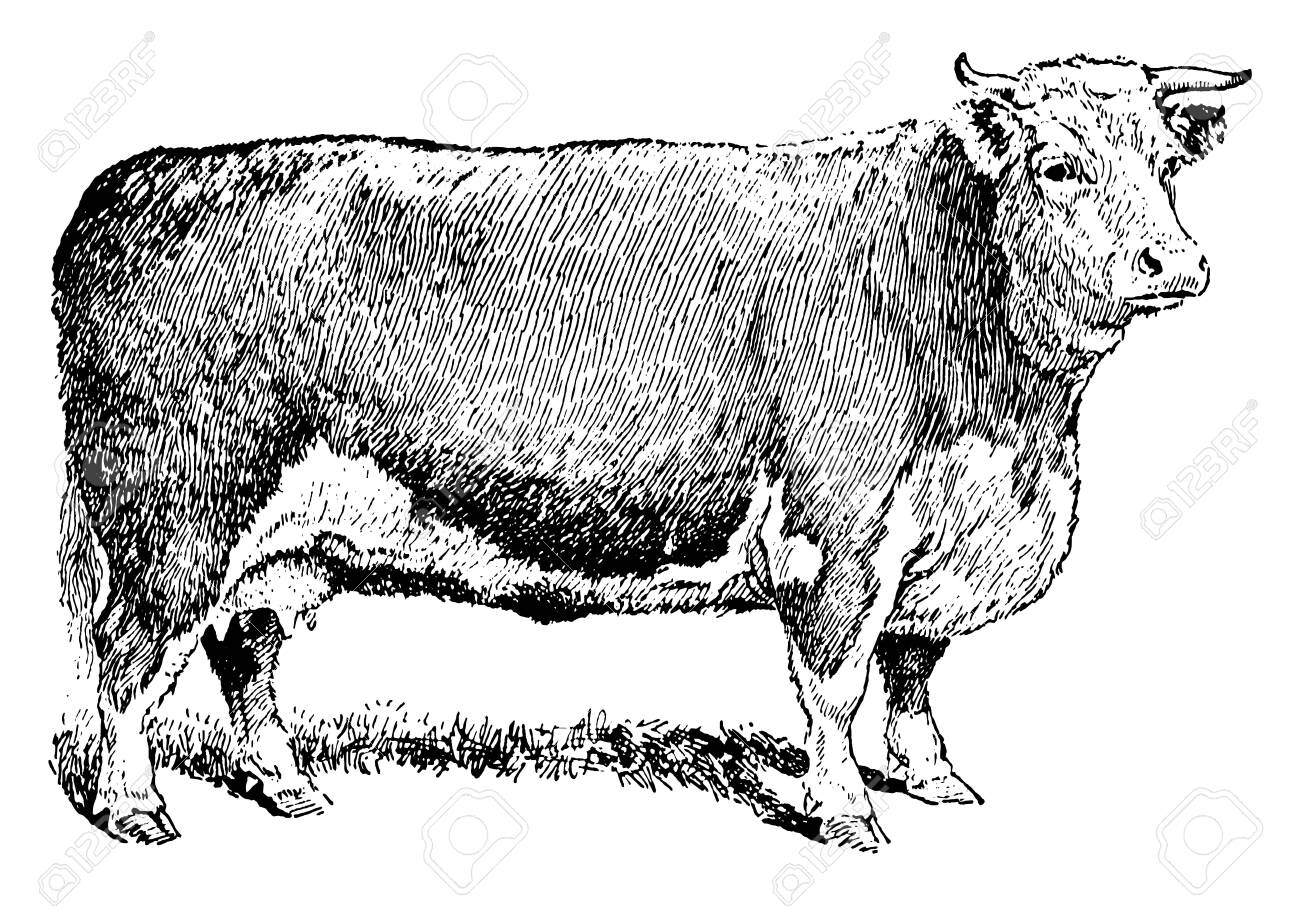 beef steer clipart
