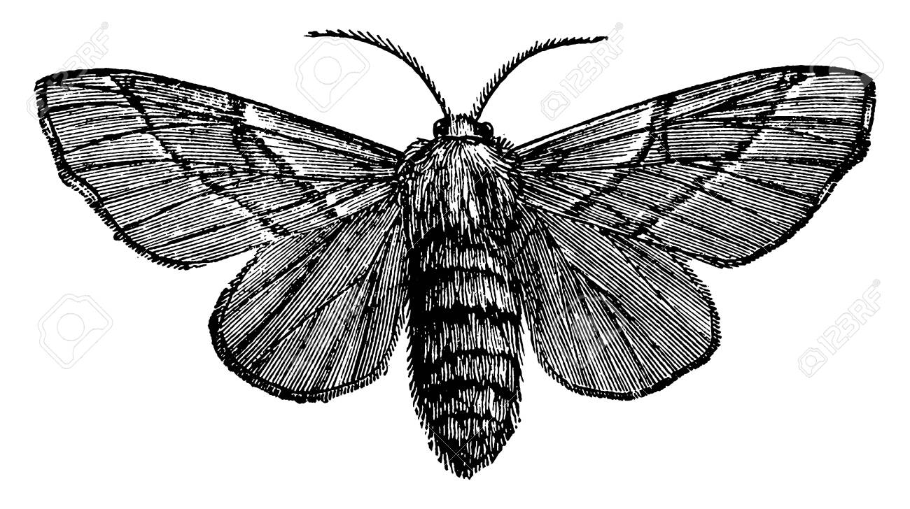 moth body drawing