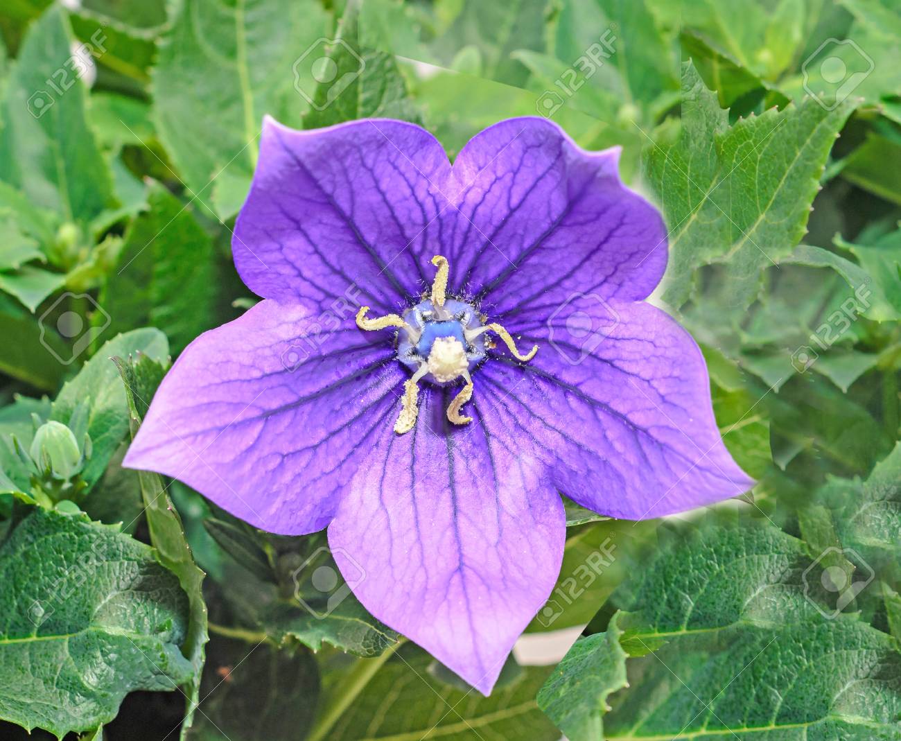 Platycodon Grandiflorus Astra Blue Balloon Flower With Buds And Green Leafs Isolated. Image 79556392