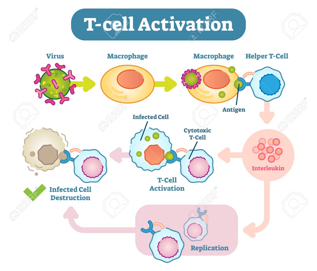 lymphocyte cell type