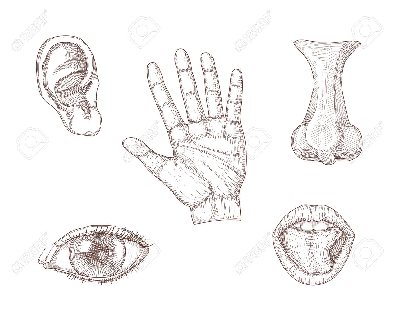 the five sense organs drawing