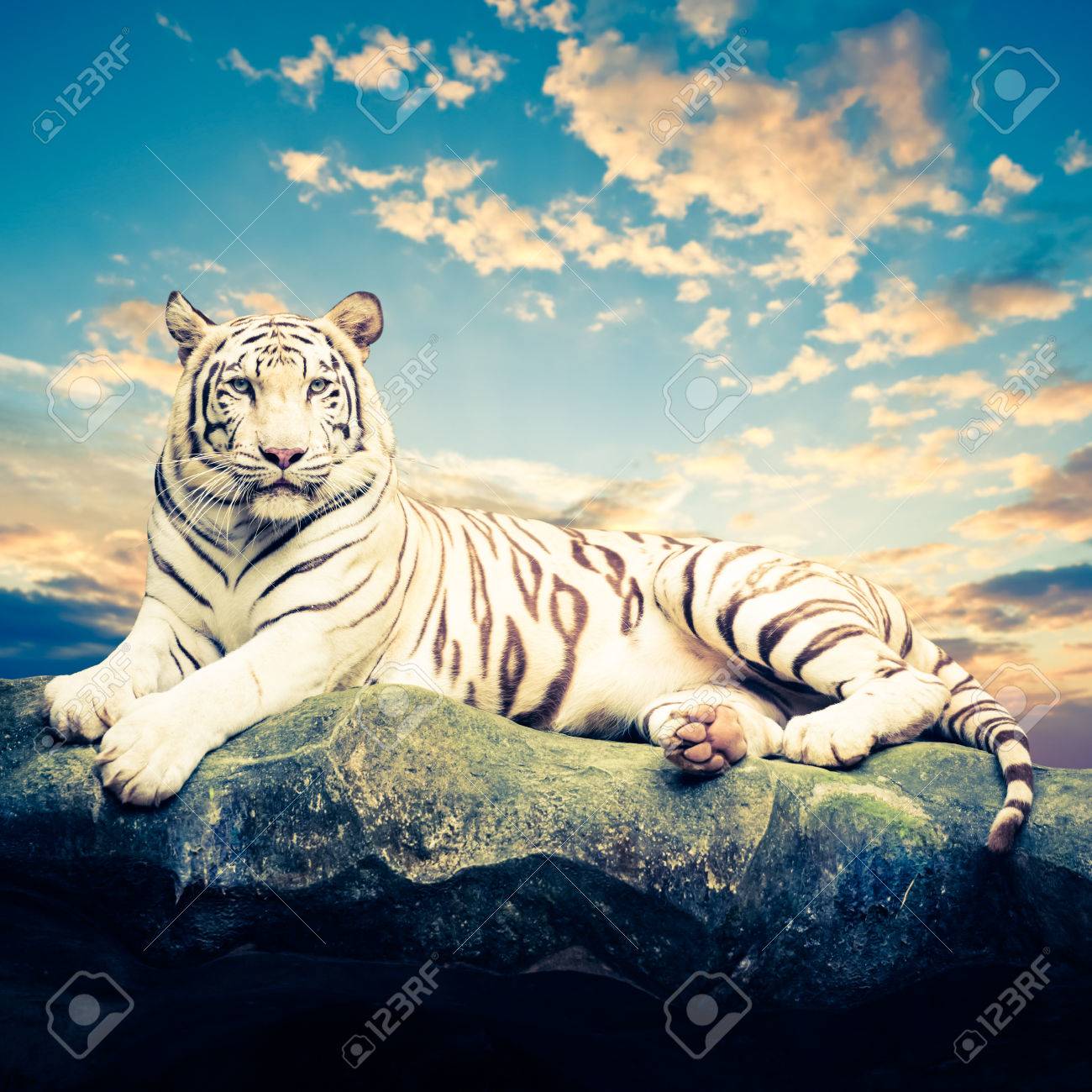 background tiger effect