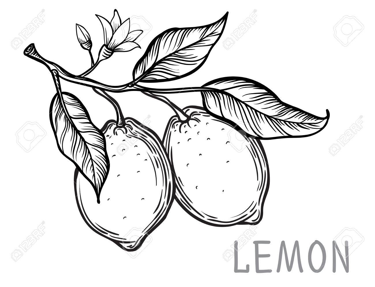 lemon outline vector