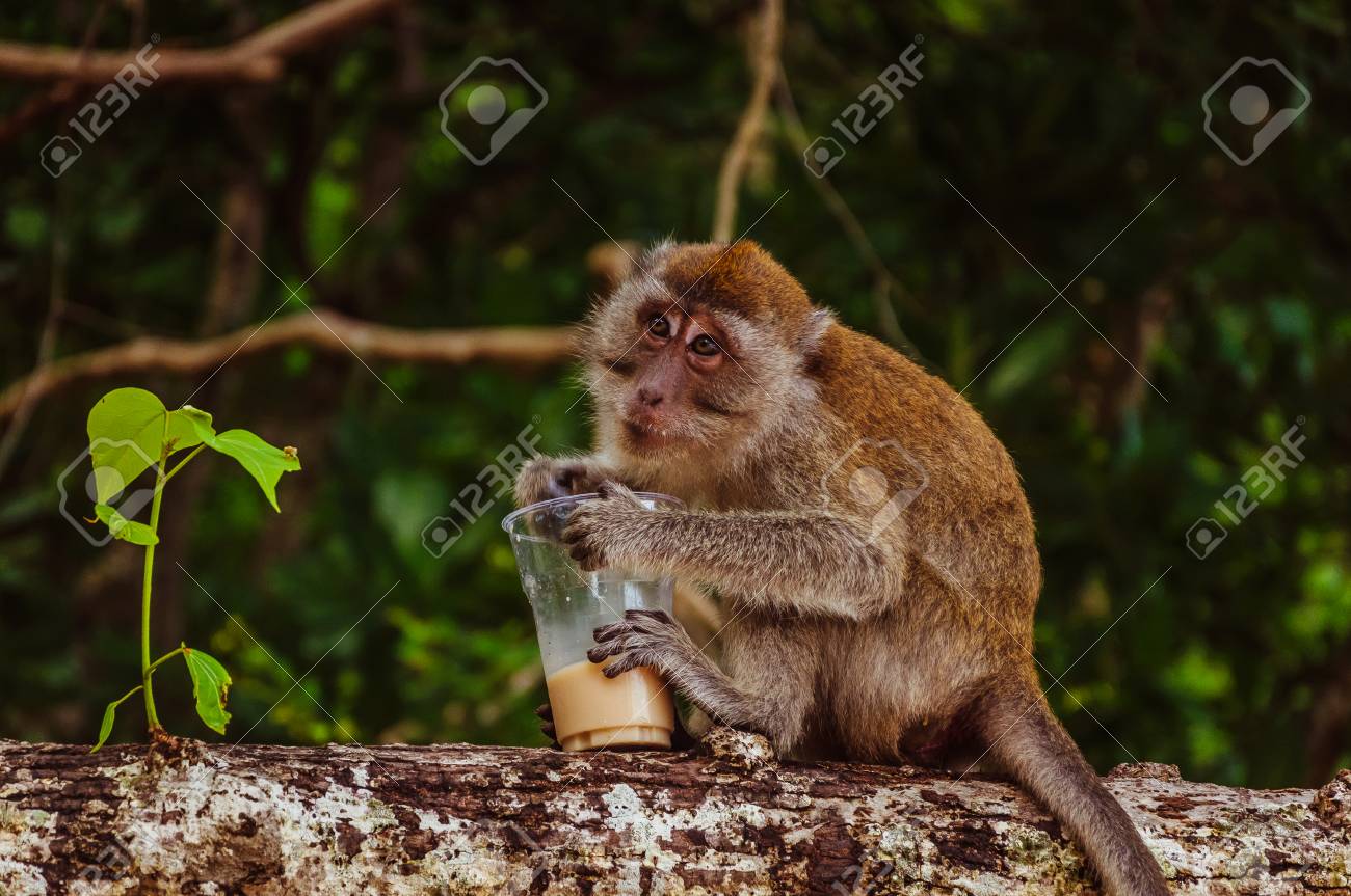 Monkey coffee store