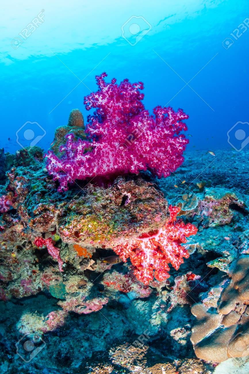 beautiful corals