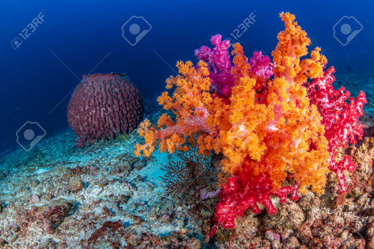 beautiful soft corals